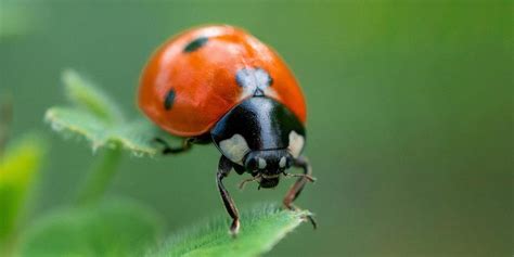 Noah Rosenfield On Linkedin Design Tests Bug Or Feature