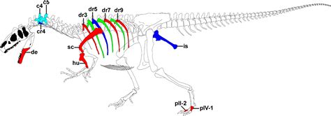 Allosaurus Skeleton Labeled