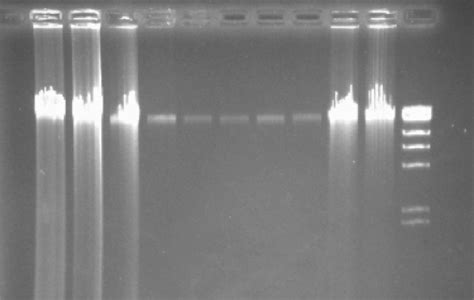 1000 Fungal Genomes Project Resources