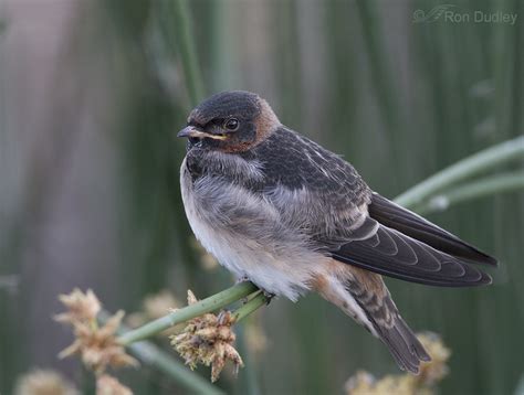 Fledgling Cliff Swallow Feathered Photography