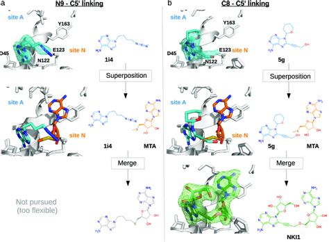 In Crystallo Screening And Fragment Linking Strategy Two Fragment Hits