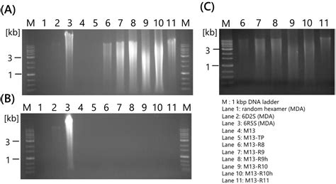 Nonribosomal Peptide Synthetase Specific Genome Amplification Using Rolling Circle Amplification