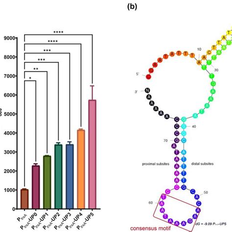 Expression Strength Of The Synthetic Promoters With Different Lengths Download Scientific