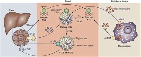 LCAT Key To HDL Particle Formation GT Health