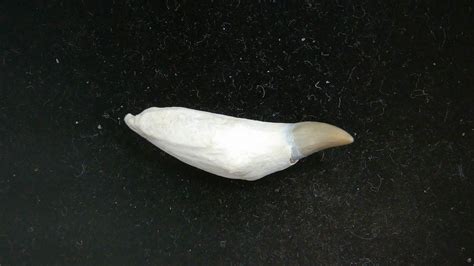 Cetacea Fossil Miocene Dolphin Tooth From N Carolina