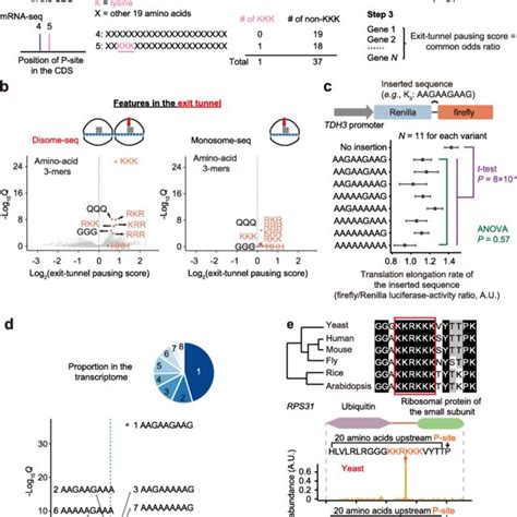 Disome Seq Detects Ribosome Collisions A A Schematic Explaining Why Download Scientific