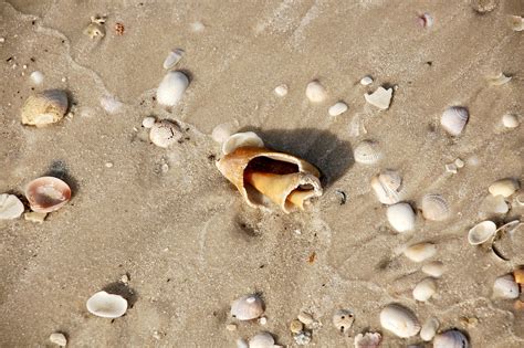 해변 껍데기 조개 Pixabay의 무료 사진 Pixabay