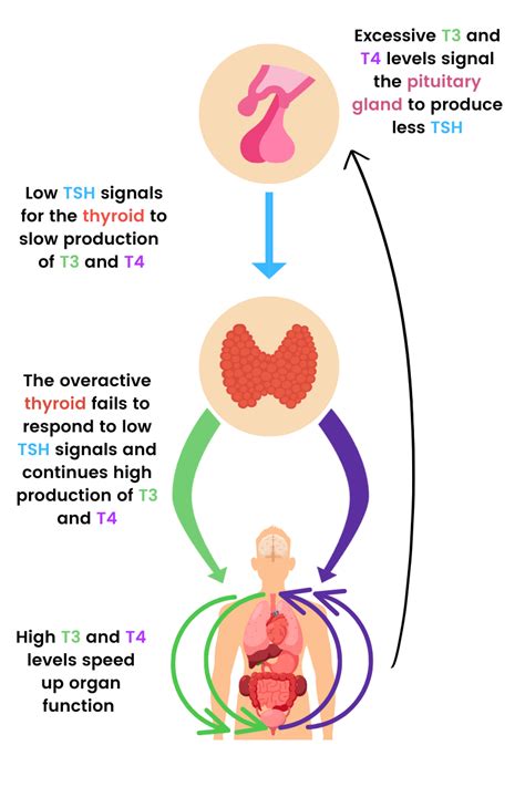 What Is Thyroid Stimulating Hormone Tsh And What Do My Results Mean