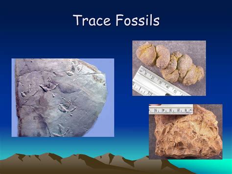 PPT Fossils PowerPoint Presentation Free Download ID 164617