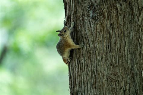 گزارش برنامه پرنده‌نگری در باغ گیاه‌شناسی 26 خرداد 1402 باشگاه