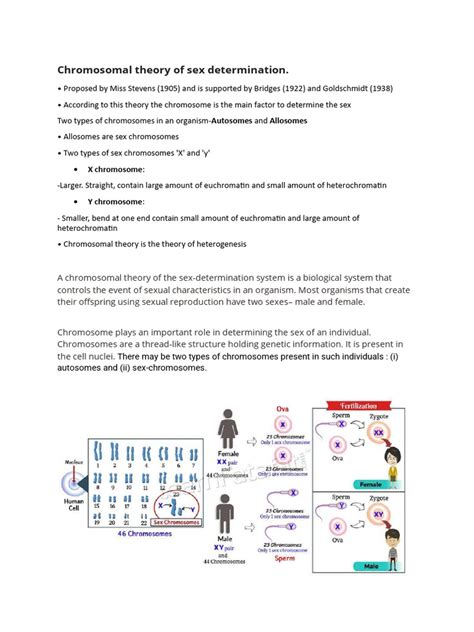 Chromosomal Theory Of Sex Determination Pdf Sex Chromosome