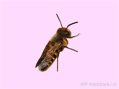 【动物界全系列】金小蜂科—脊柄金小蜂亚科 知乎