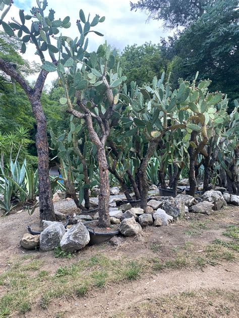 Some Cacti 🌵 R Cactus