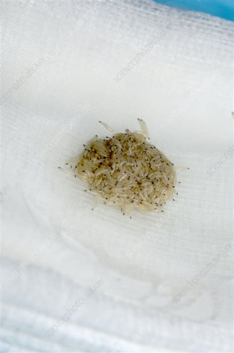 Maggot Therapy Stock Image Z340 0758 Science Photo Library