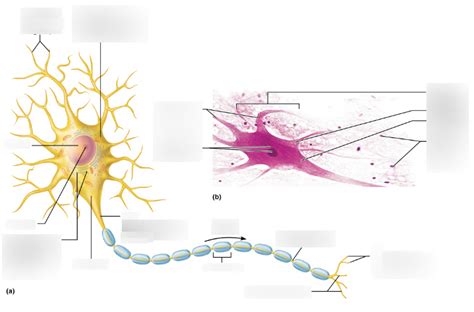Structure Of A Neuron Diagram Quizlet