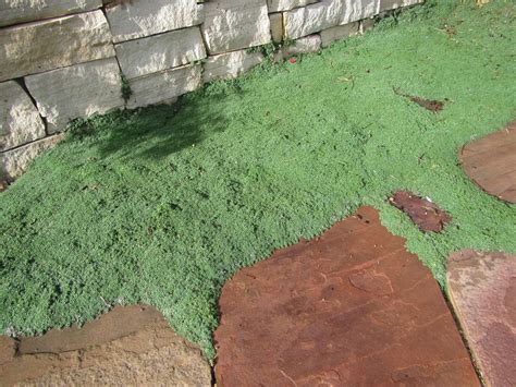 Dense Shade Ground Cover