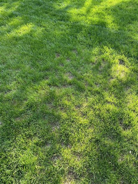 Patching Advice In Healthy Lawn R Lawncare