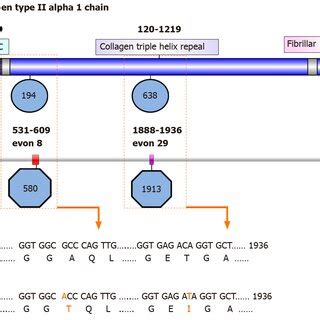 Single Nucleotide Variant Information For Low Frequency Functional Download Scientific Diagram