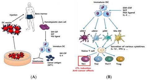Dendritic Cell Vaccine