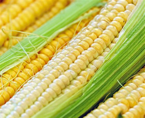 List Of Best soluble Corn Fiber Ever – Easy Recipes To Make at Home