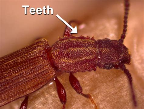 Insect Head Clearly Visible From Above