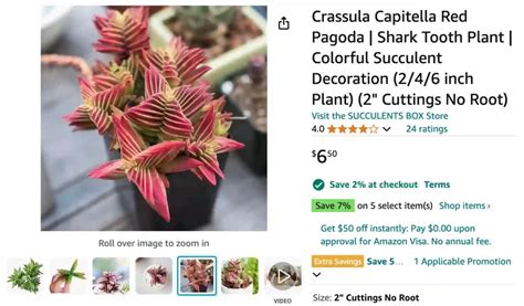 Plant Faqs Crassula Capitella