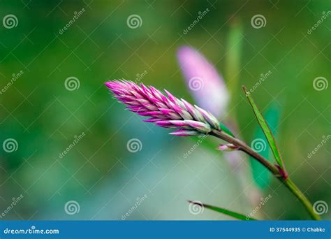 Pink Cockscomb Flower Stock Image Image Of Colorful 37544935