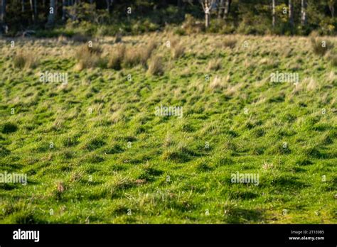 Pasture And Grasses On A Regenerative Farm Native Plants Storing