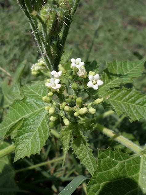 La Pringamosa La Planta Que Pica Pero También Sana Y Protege Tu Finca