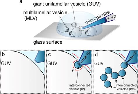 Schematic Illustration Of The Sequential Steps Of Micromanipulation And