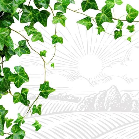 Элеутерококк применение в медицине противопоказания польза и вред