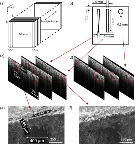 A 3d Scanning Protocol B Dimensions Of The Designed Voids C Download Scientific
