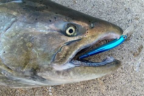 wild things salmon schooling for spawning run door county pulse