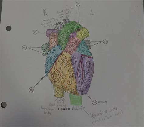 External Heart Labeling Diagram Quizlet