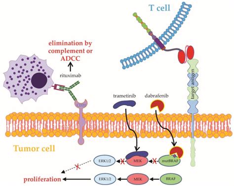 Schematic Overview On How To Use Combinatorial Targeting Ii Car T Cell