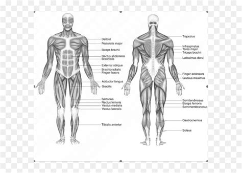 Muscles Diagram Labeled Front And Back All Of The Major Muscle Groups