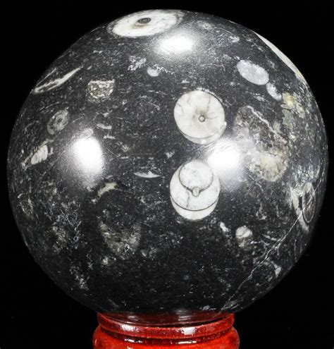 2 4 Polished Fossil Orthoceras Cephalopod Sphere 71562 For Sale