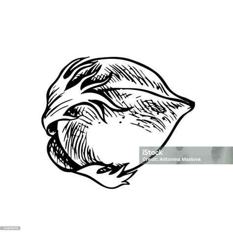 면은 유기농입니다 덜 익은 개봉되지 않은 면화 흑인과 백인 그래픽 코튼 상자 형태의 벡터 일러스트 레이 션 식물 기능을 강조합니다 흰색 배경에 손으로 그린 분리 0명에 대한