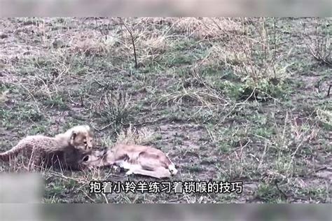小猎豹把小羚羊玩弄于股掌之间，而羚羊妈妈却被锁着喉，太惨了！羚羊妈妈猎豹