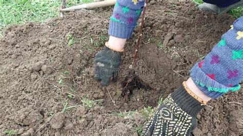 Woman Planting Tree Seedlings In The Ground Stock Video Video Of
