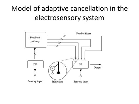 Ppt Learning Sensorimotor Transformations Powerpoint Presentation