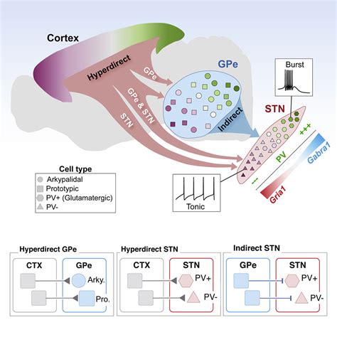 Topographic Connectivity And Cellular Profiling Reveal Detailed Input