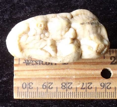 Fossil Cave Bear Tooth Paleo Joe