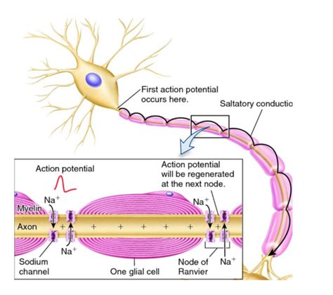 Diagram Of Action Potentials Strength Of Stimulus And Speed Of