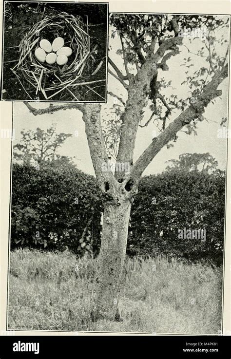 A 1898 Guide To Identifying And Locating The Nests Of Various British Bird Species It Provides