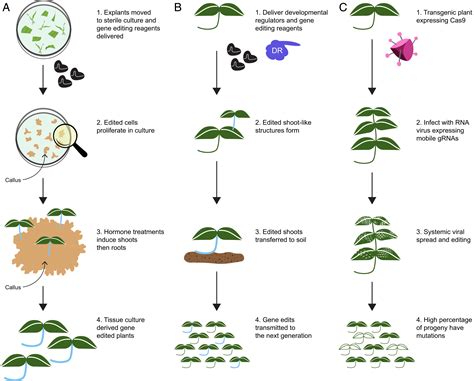 Genetic Variation In Plants