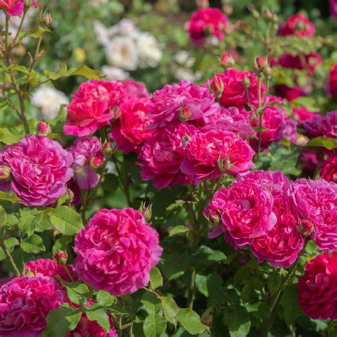 Red Roses David Austin Roses