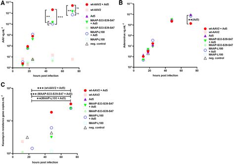 Maap Inactivation And Its Effect In The Context Of Aav2 And Adenovirus Download Scientific