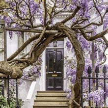 Wisteria S Tenor