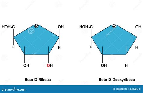 Ribose Molecular Structures Simple Sugar 3d Model Structural